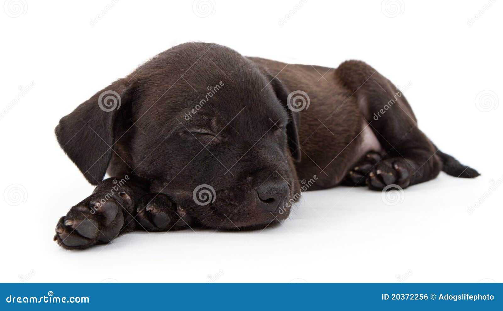 Black Labrador Mix Puppy Sleeping Stock Photo - Image of german, mammal ...
