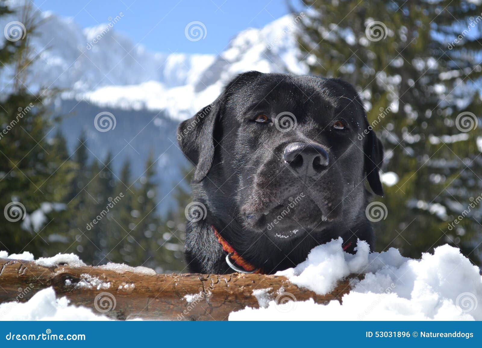 Black Labrador on the Mountain Stock Photo - Image of labrador ...