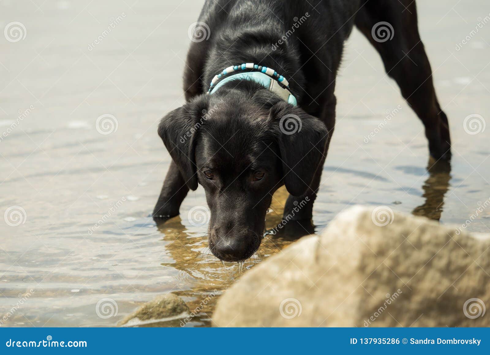 A Black Labrador Outside by the Water Stock Photo - Image of lovely ...