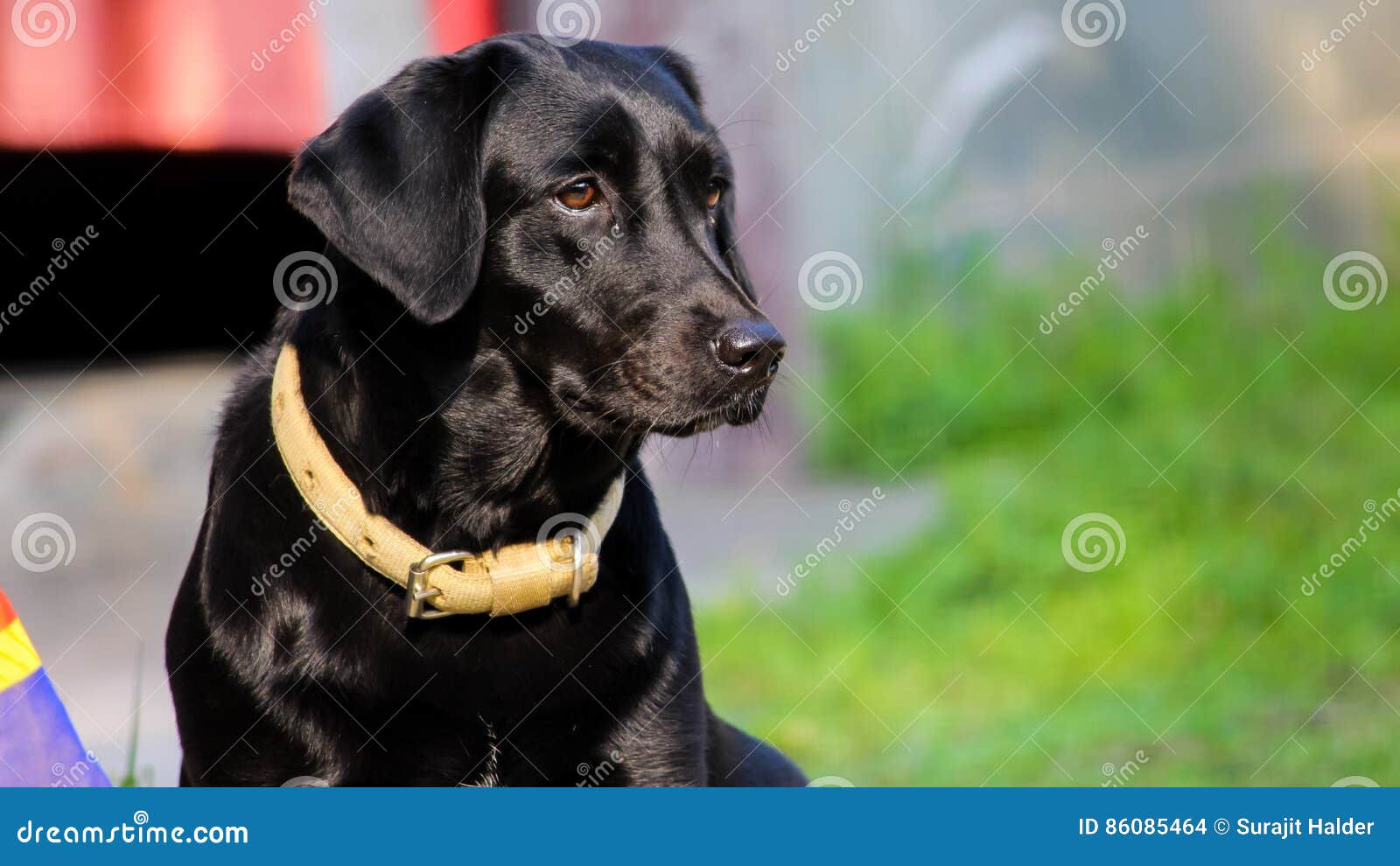 Black labrador 2 stock photo. Image of friend, people - 86085464