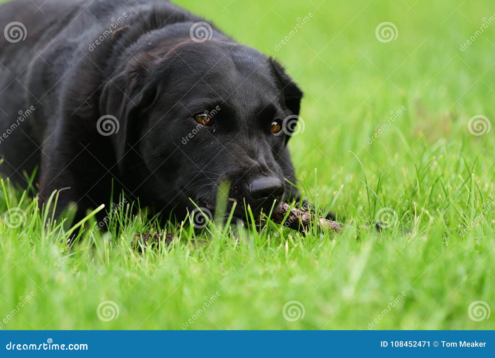 Black Labrador Playing in the Grass Stock Image - Image of outside ...