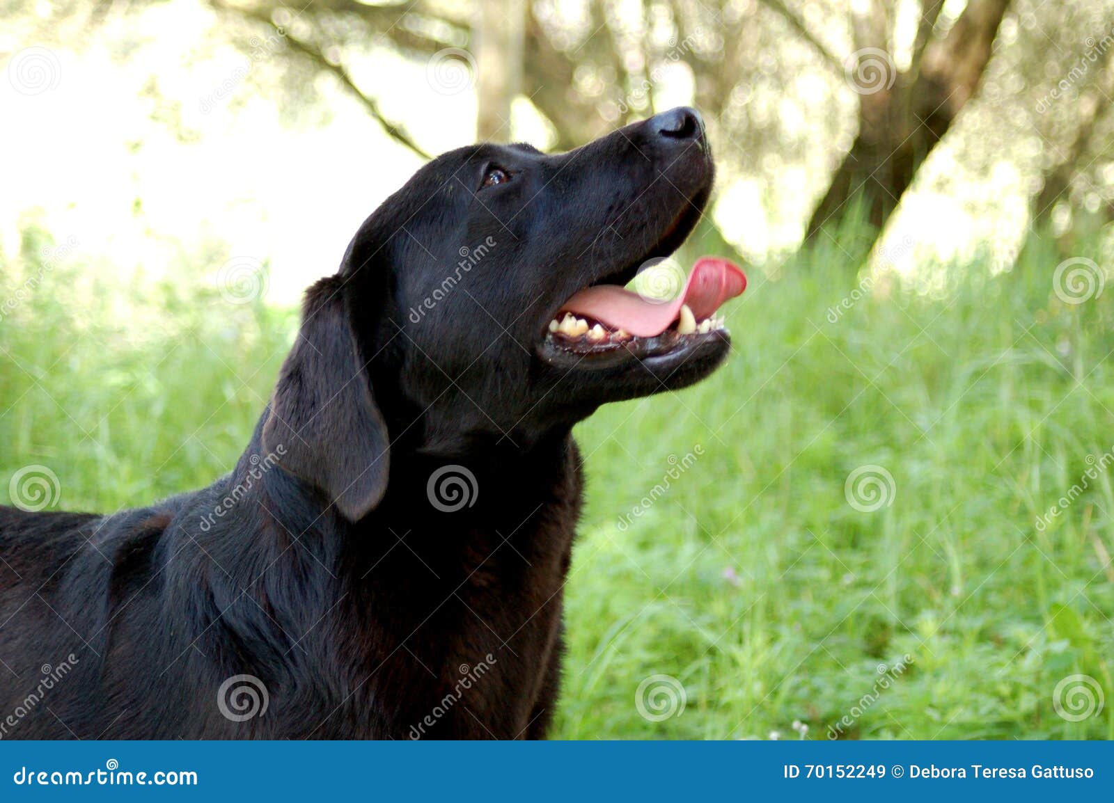 Black Labrador Playing Outside Stock Image - Image of female, garden ...