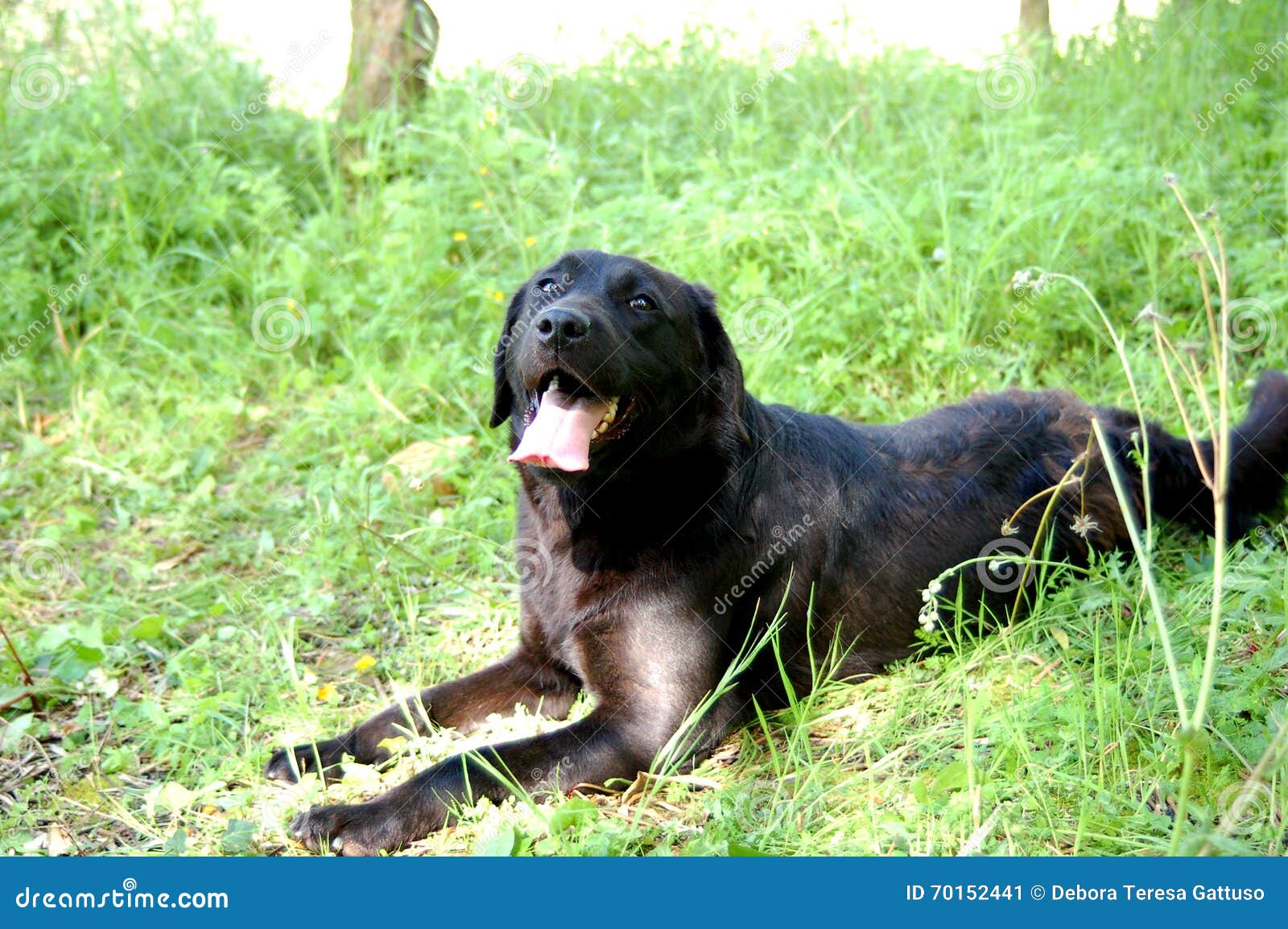 Black Labrador Playing Outside Stock Image - Image of master, garden ...