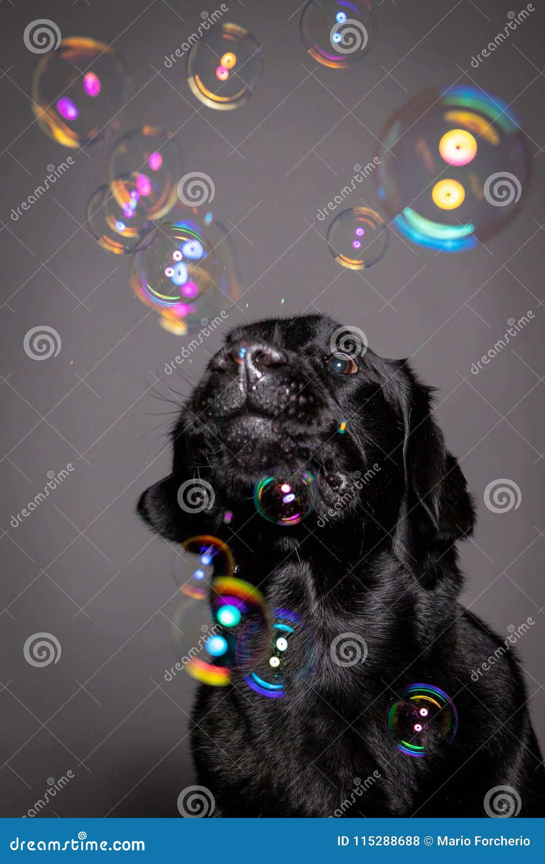 Black Labrador Dog Playing with Soap Bubbles Stock Photo - Image of ...