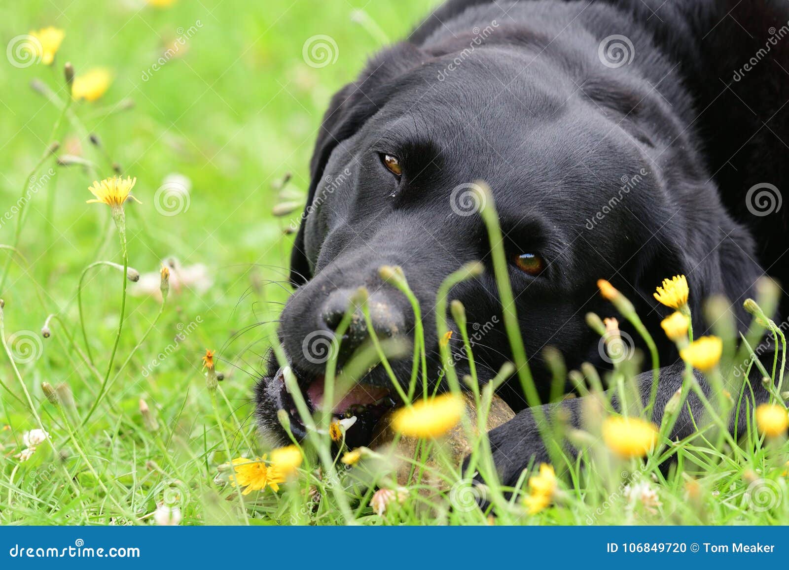 Black Labrador Playng in a Field Stock Photo - Image of view, mammals ...