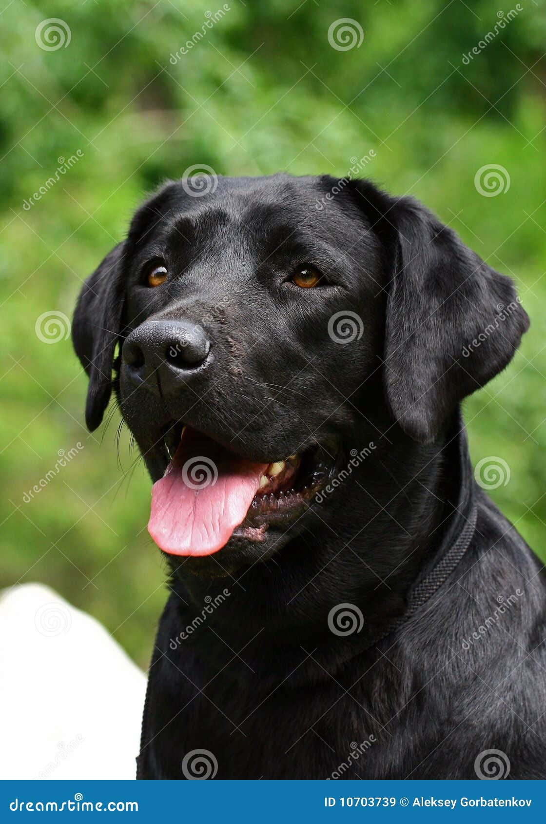 Black Labrador portrait stock image. Image of relaxation - 10703739