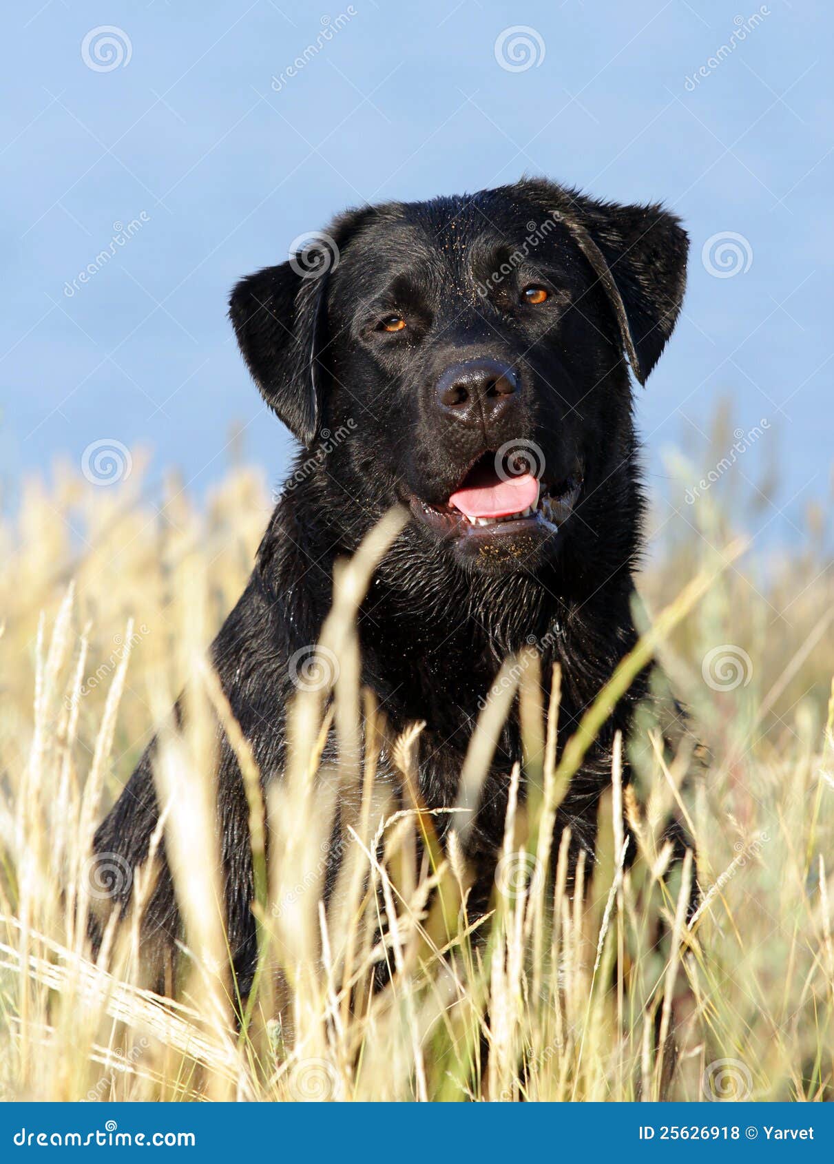 Black labrador portrait stock photo. Image of child, shining - 25626918