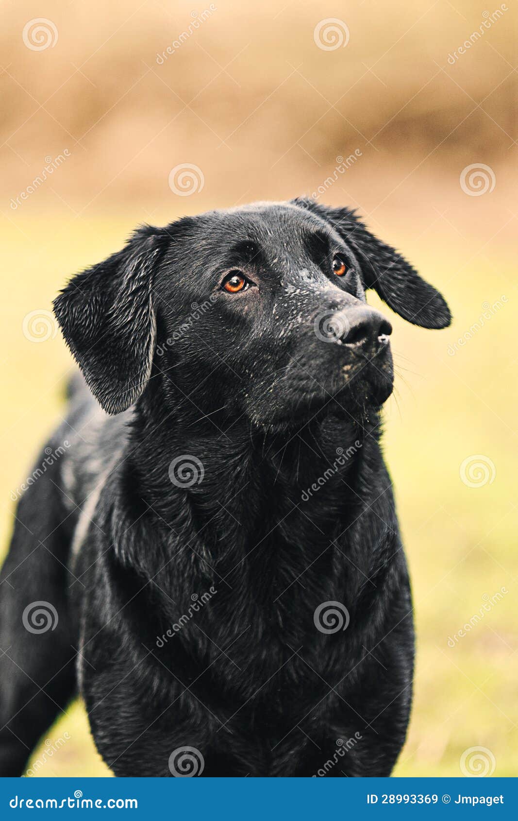 Black Labrador Portrait stock image. Image of retriever - 28993369