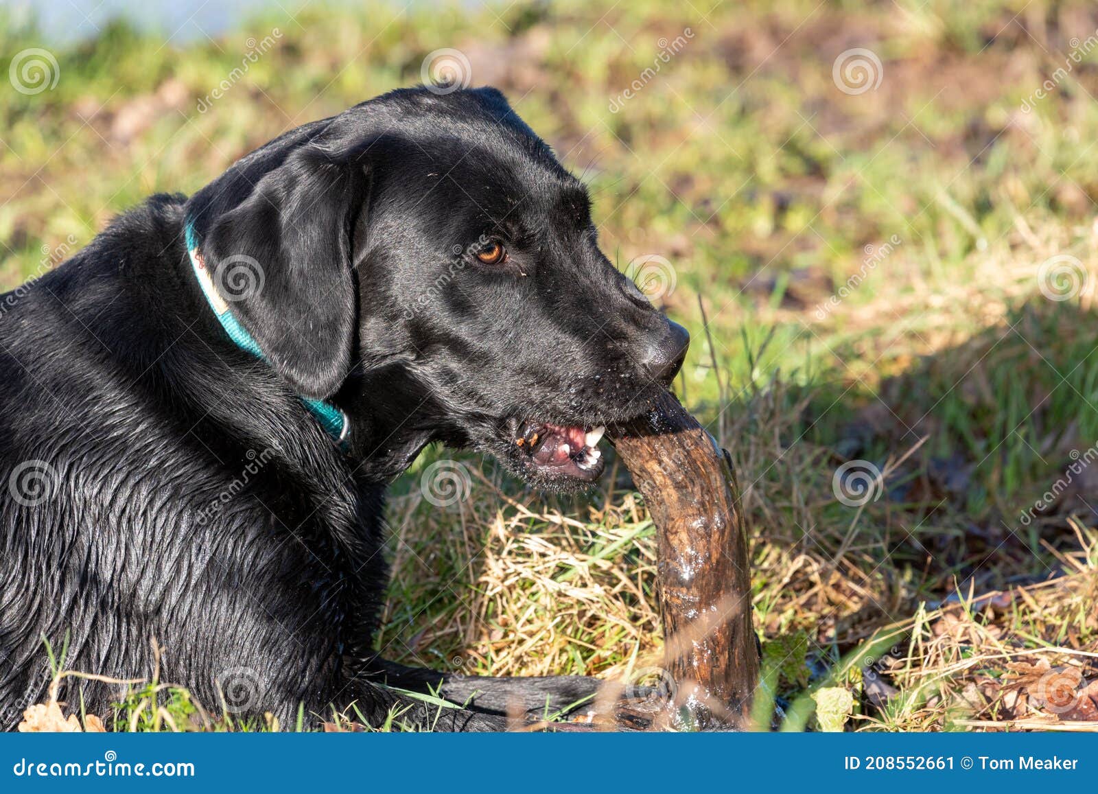 Black Labrador stock image. Image of colour, labrador - 208552661