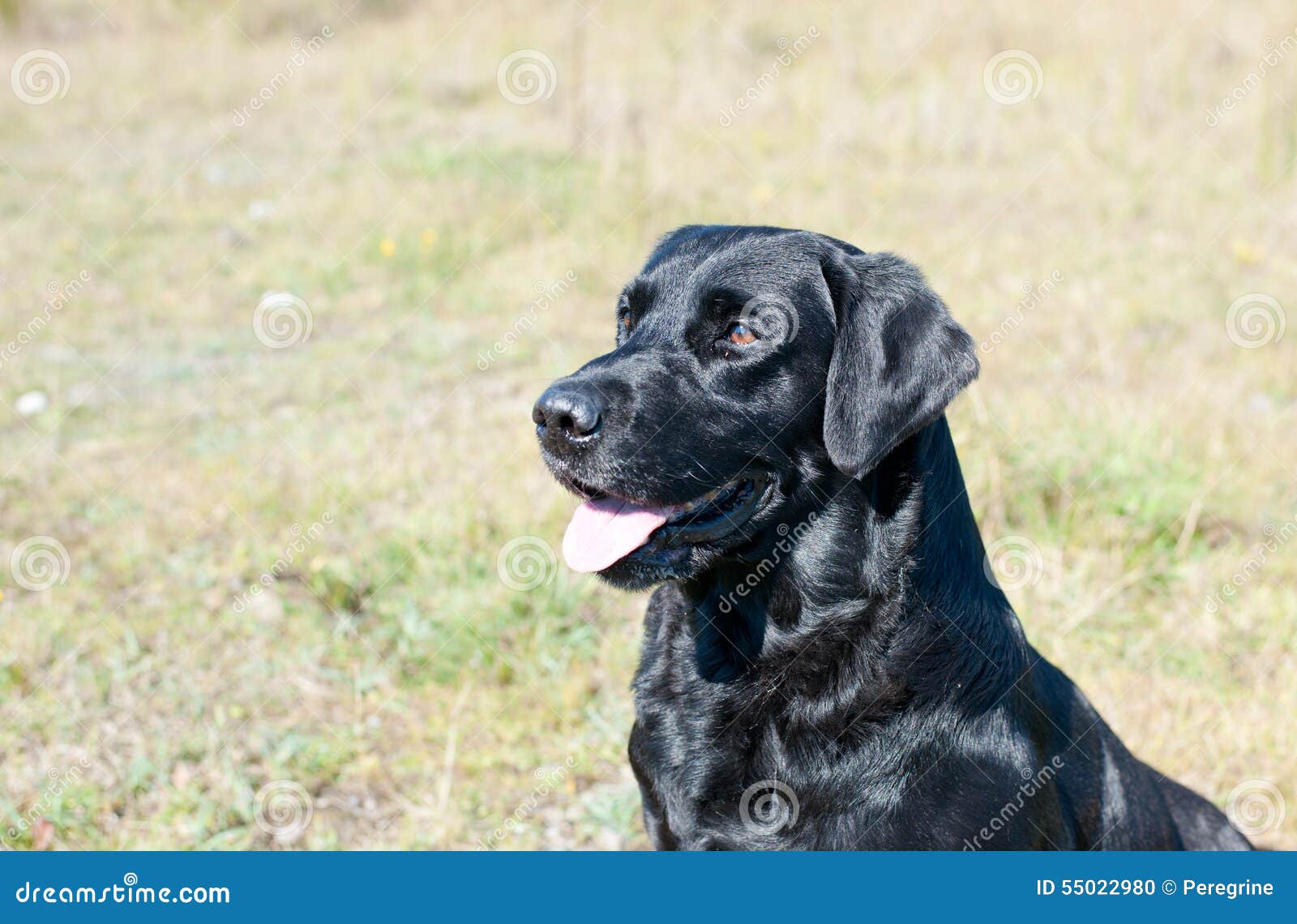 Black labrador portrait stock photo. Image of focus, domestic - 55022980