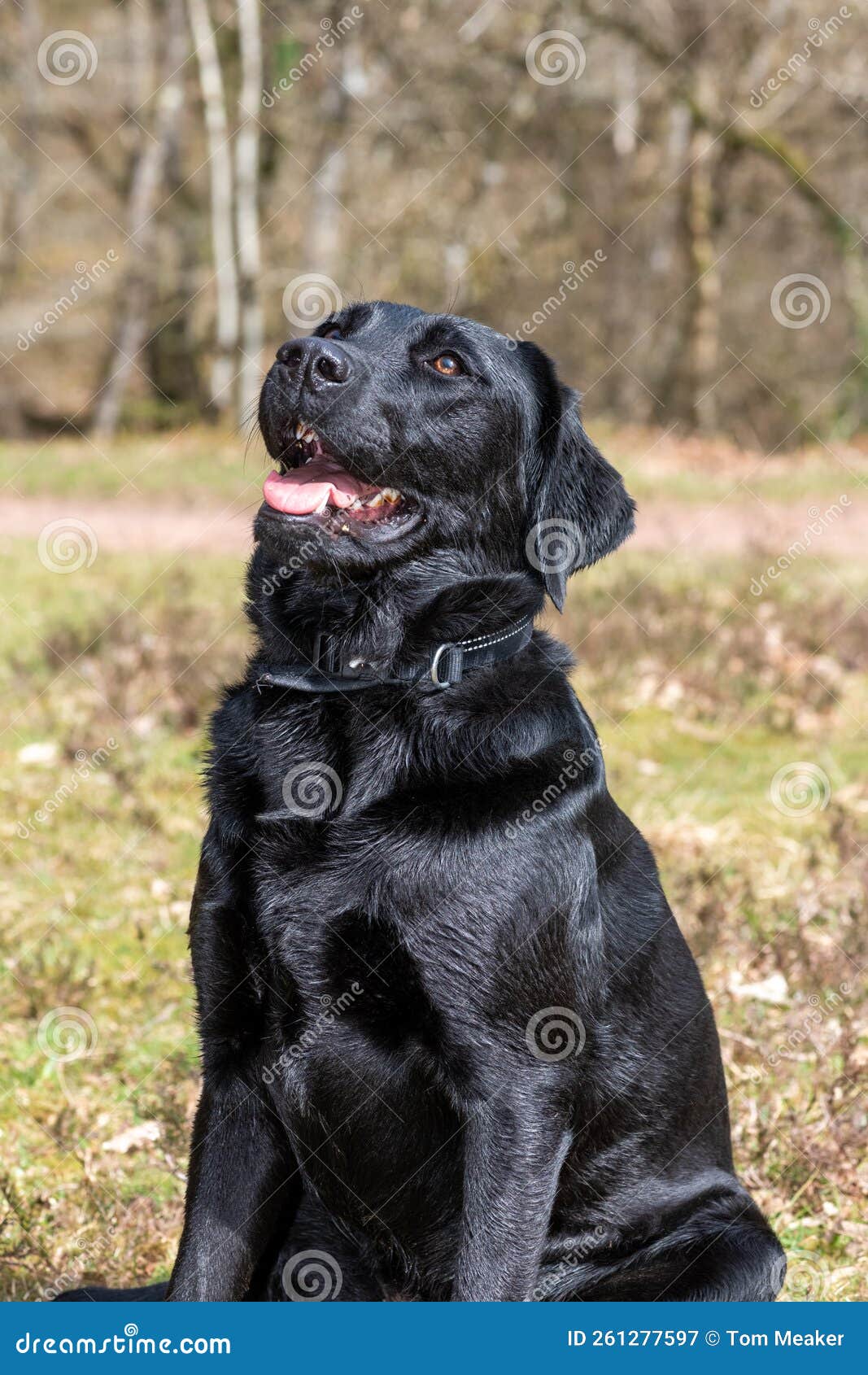 Black Labrador stock image. Image of looking, nature - 261277597
