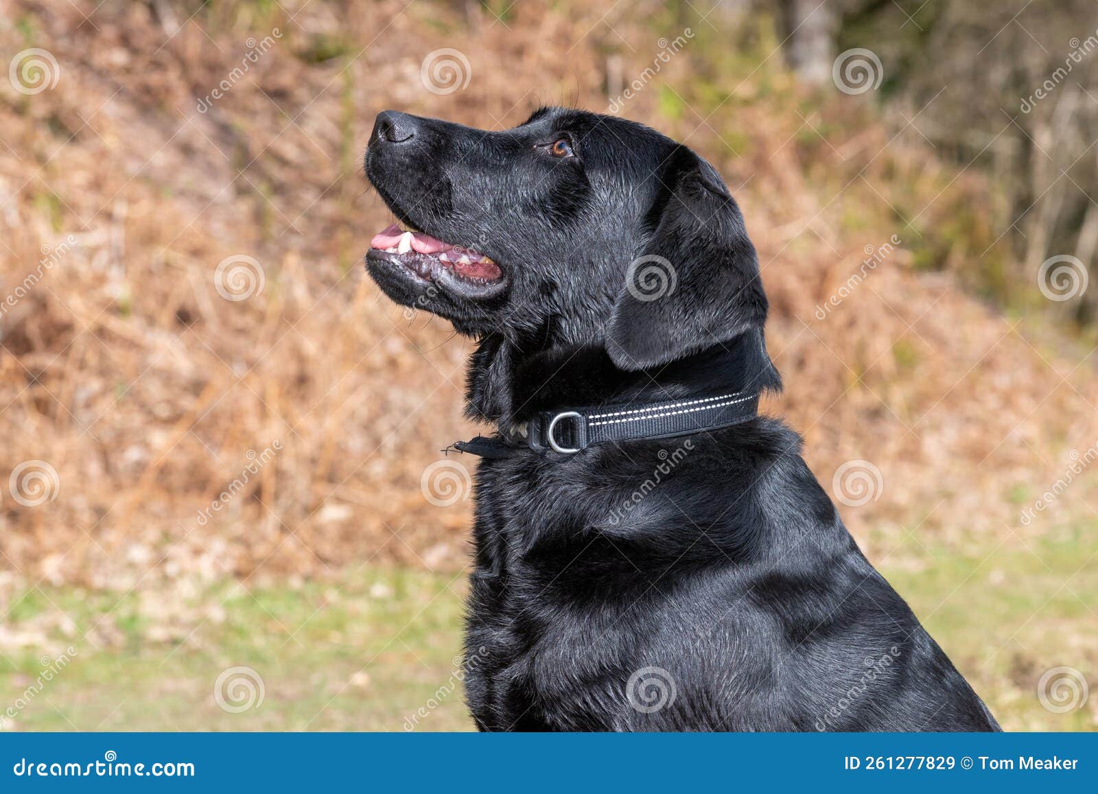Black Labrador stock image. Image of mammal, retriever - 261277829