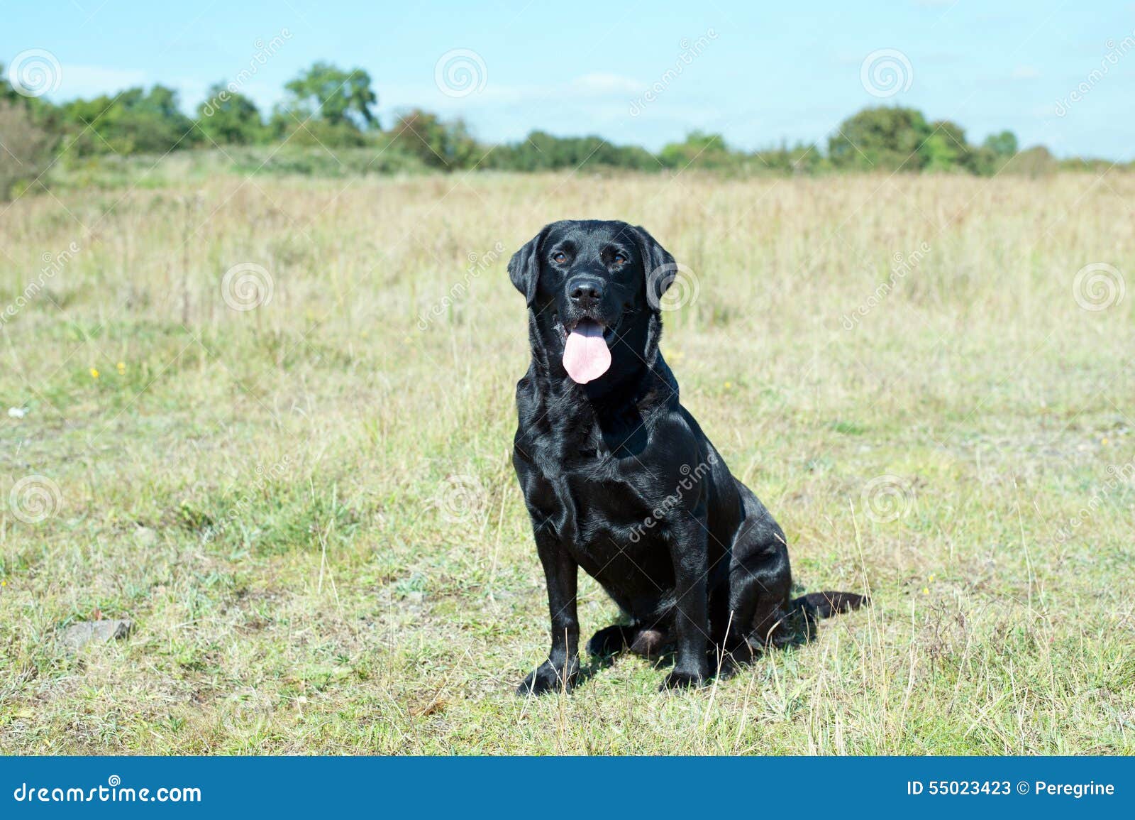 Black labrador portrait stock image. Image of purebred - 55023423