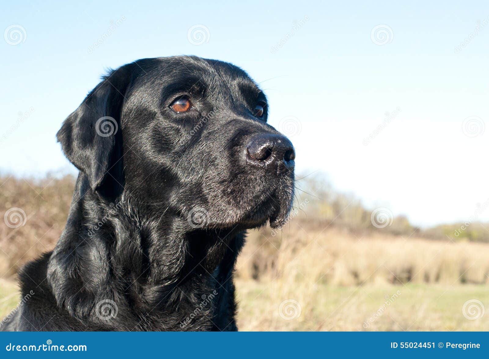 Black labrador portrait stock image. Image of labradors - 55024451