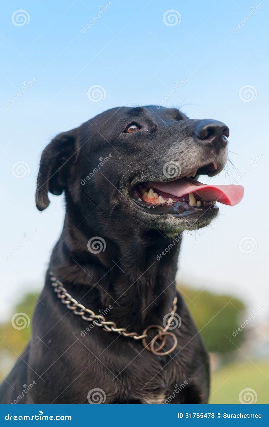 Black Labrador portrait stock photo. Image of pedigree - 31785478