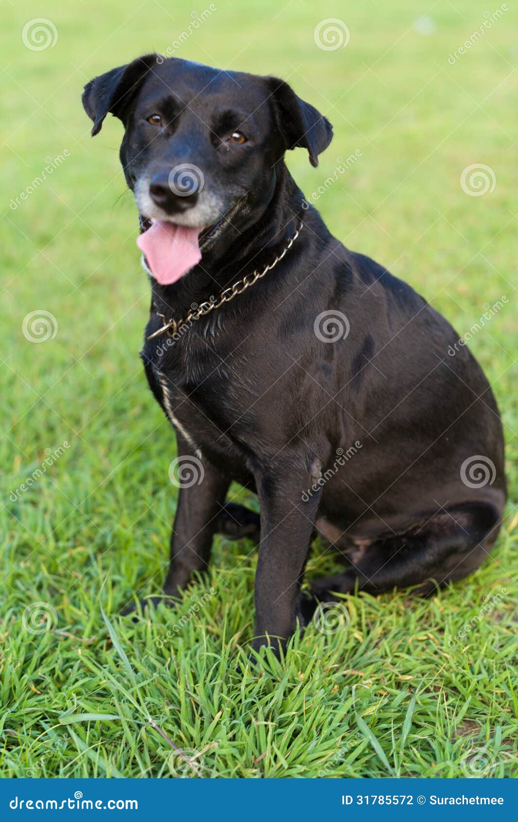 Black Labrador portrait stock photo. Image of garden - 31785572