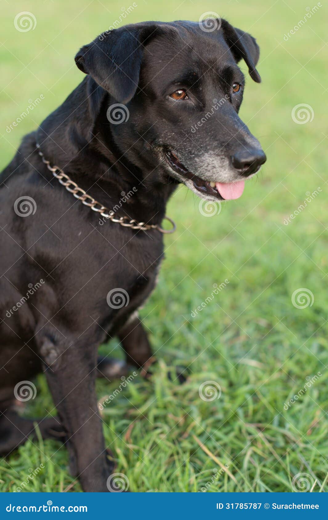 Black Labrador portrait stock image. Image of black, ground - 31785787