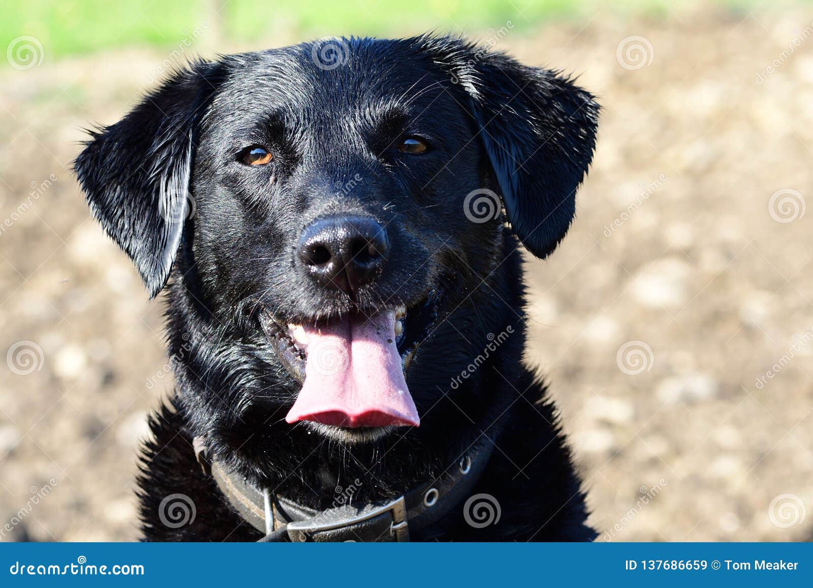 Black Labrador portrait stock image. Image of people - 137686659