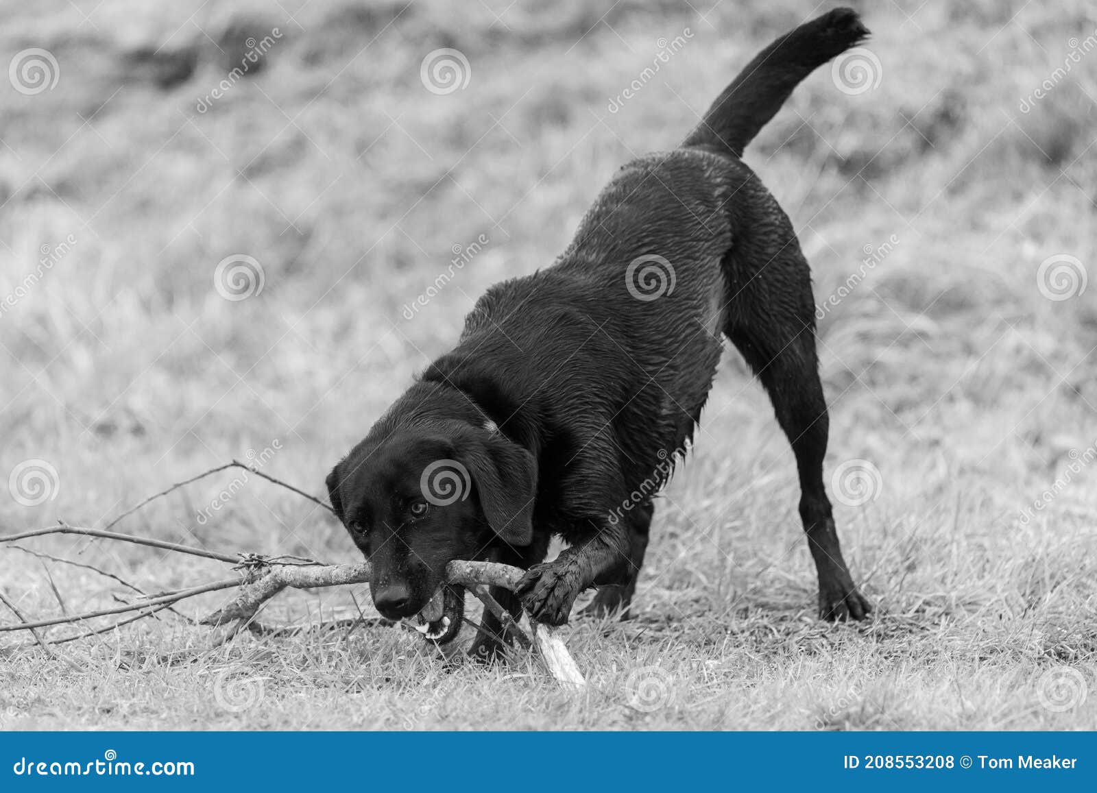 Black Labrador stock photo. Image of purebred, black - 208553208