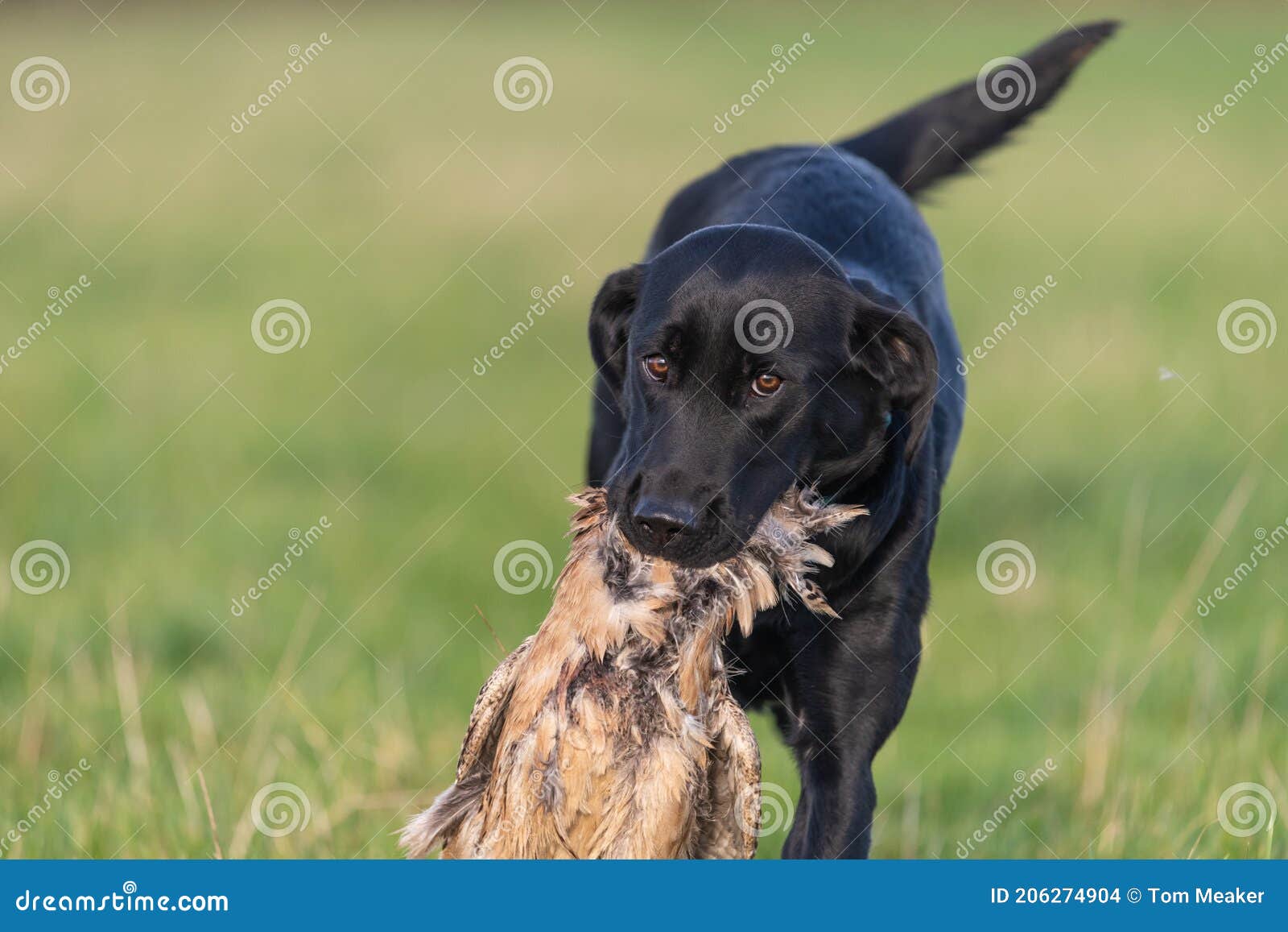 Black Labrador stock photo. Image of close, action, outdoor - 206274904