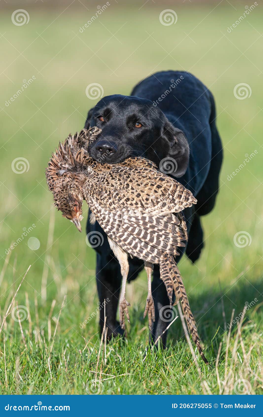 Black Labrador stock image. Image of shooting, outdoor - 206275055