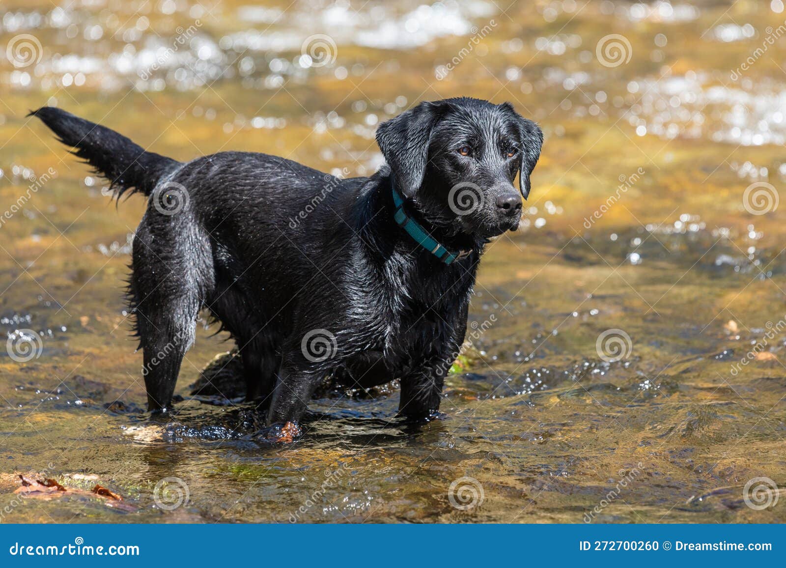 Black Labrador stock photo. Image of purebred, river - 272700260