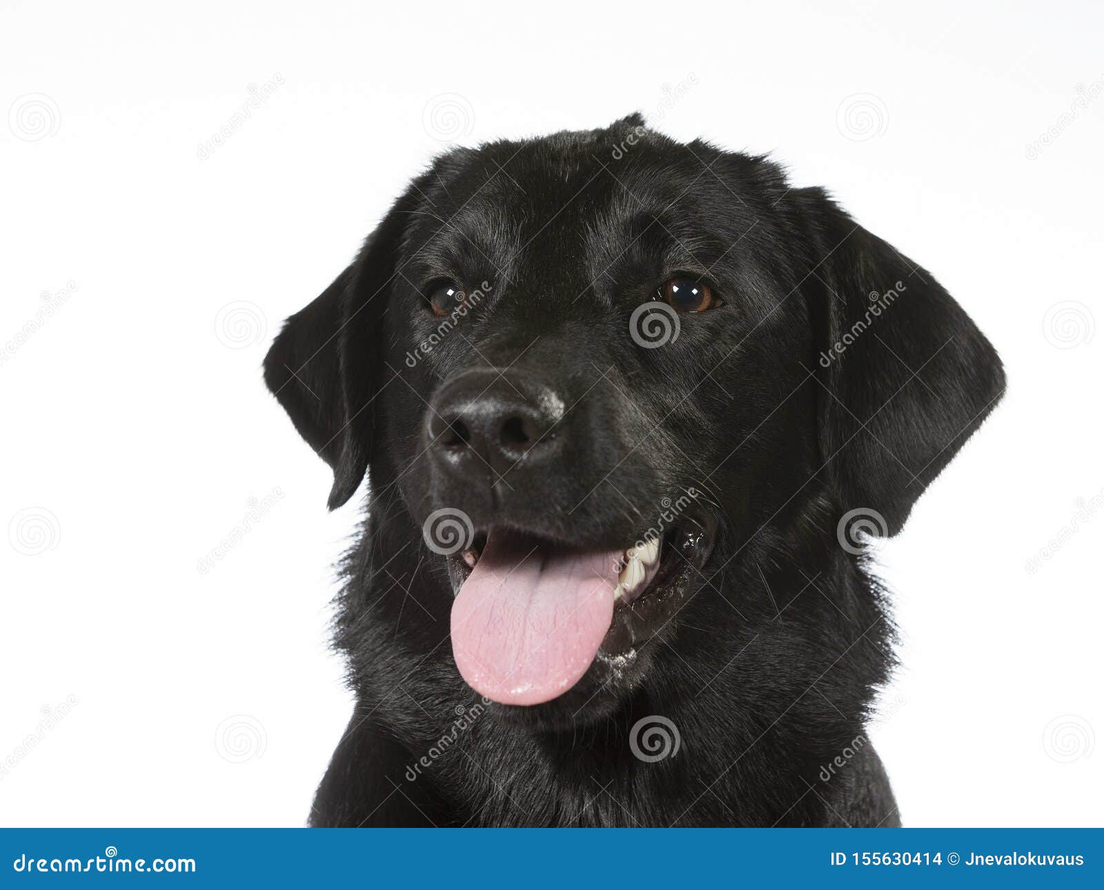 Black Labrador Portrait Taken in a Studio. Stock Photo - Image of ...