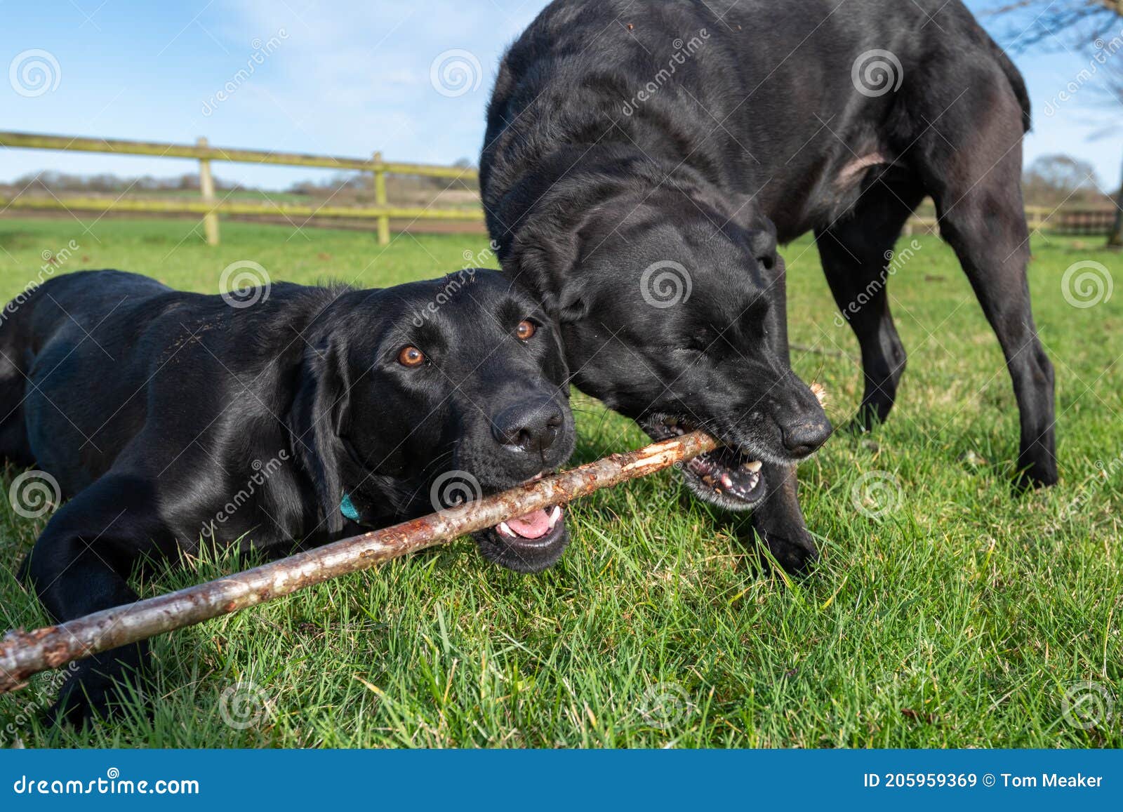 Black Labrador stock image. Image of mammal, black, closeup - 205959369