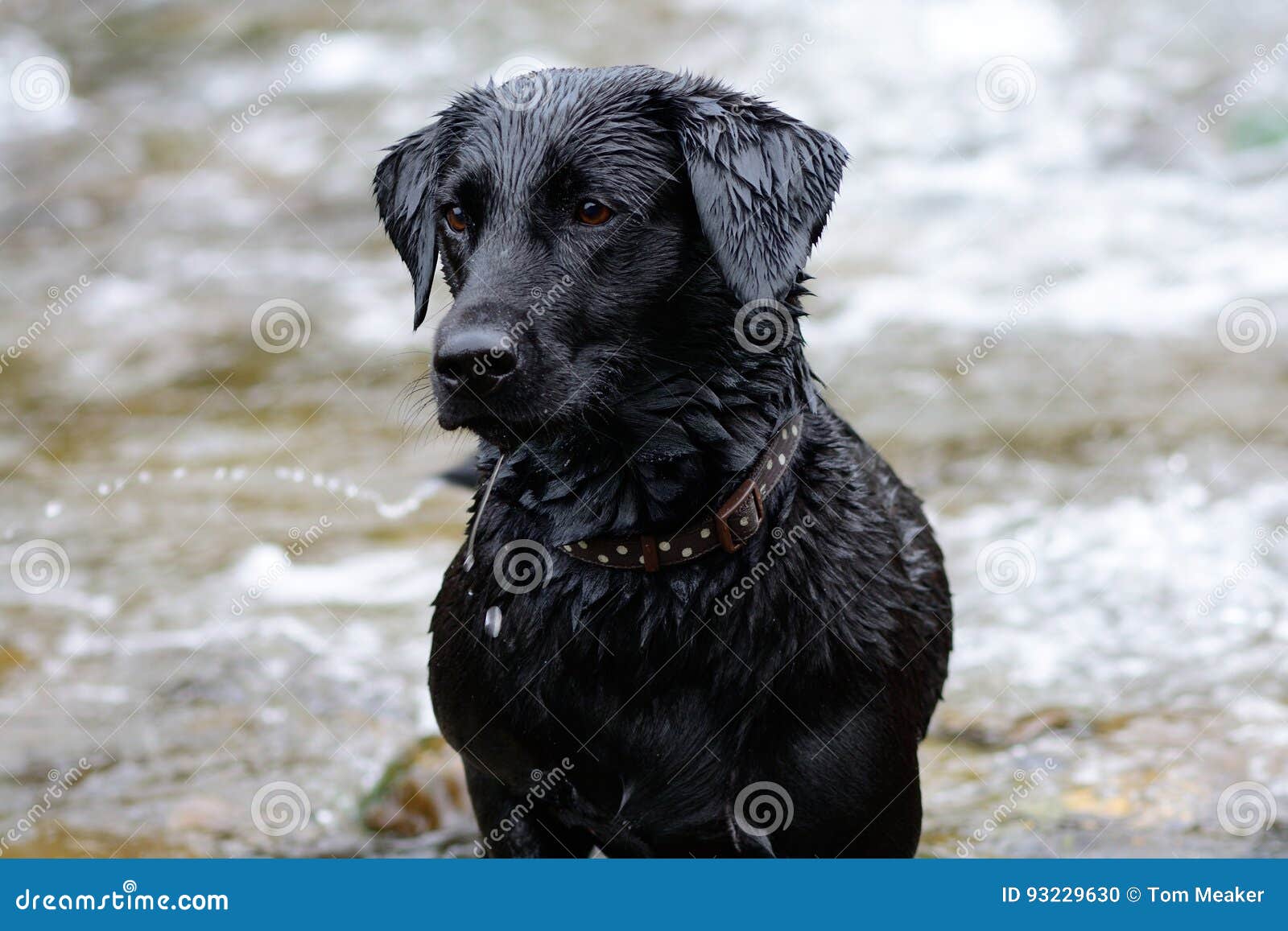 Black Labrador portrait stock photo. Image of river, labrador - 93229630