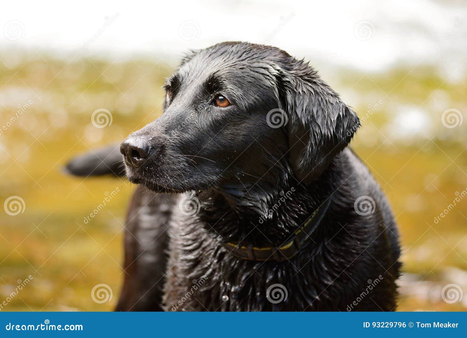 Black Labrador portrait stock photo. Image of river, labrador - 93229796