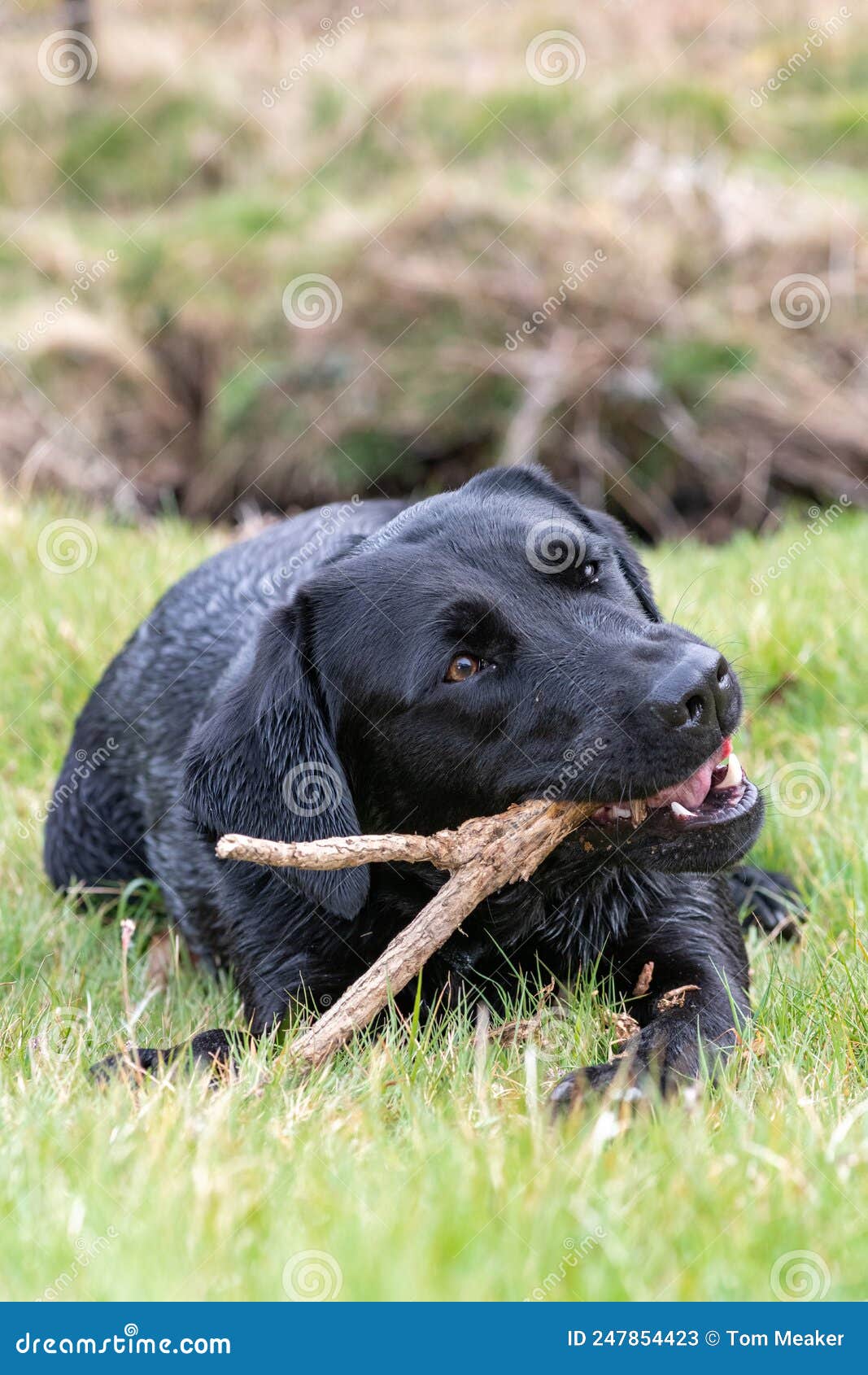 Black Labrador stock image. Image of closeup, pedigree - 247854423