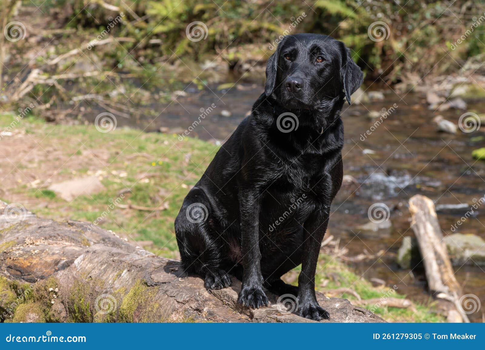 Black Labrador stock image. Image of animal, closeup - 261279305