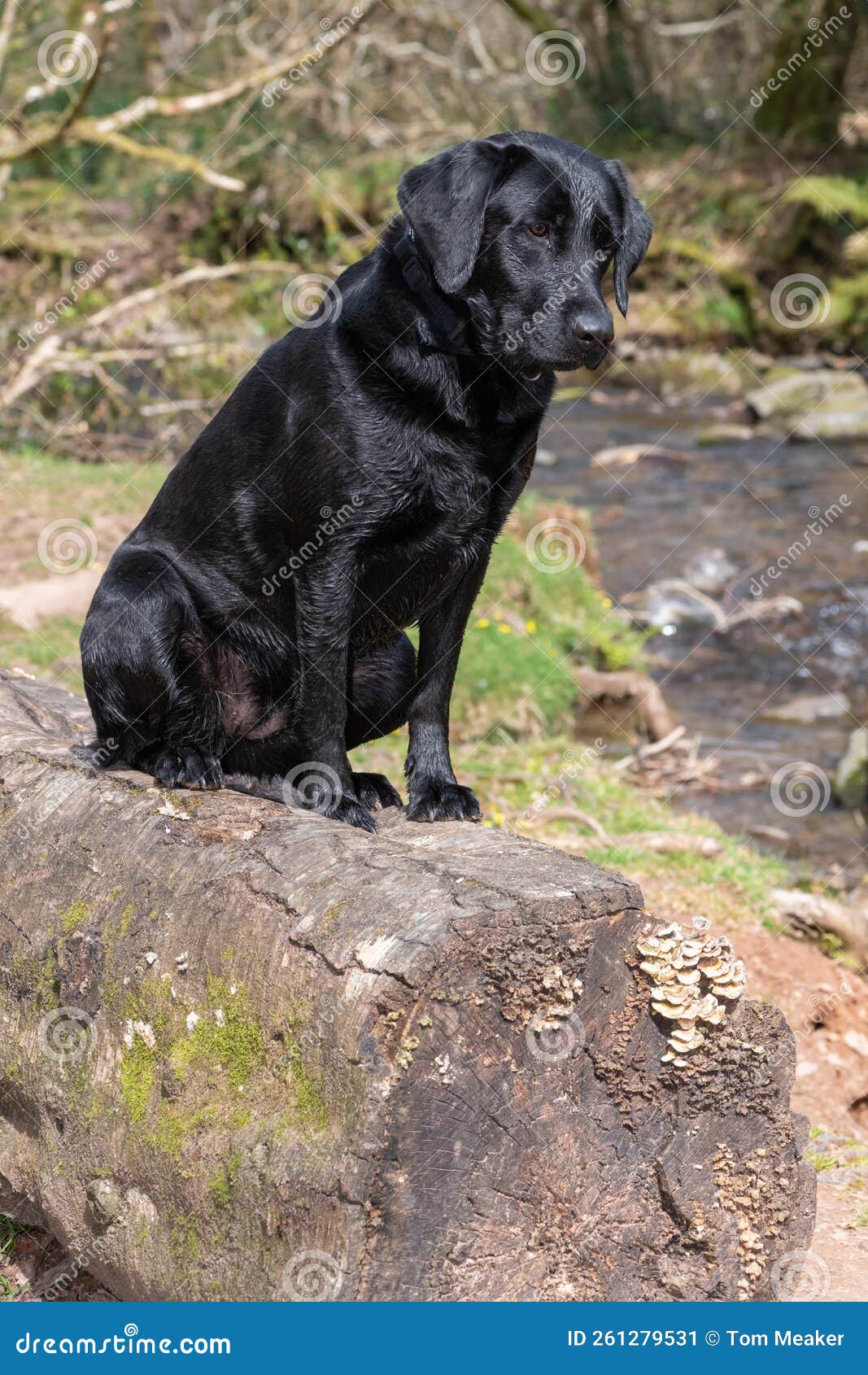 Black Labrador stock image. Image of sitting, portrait - 261279531
