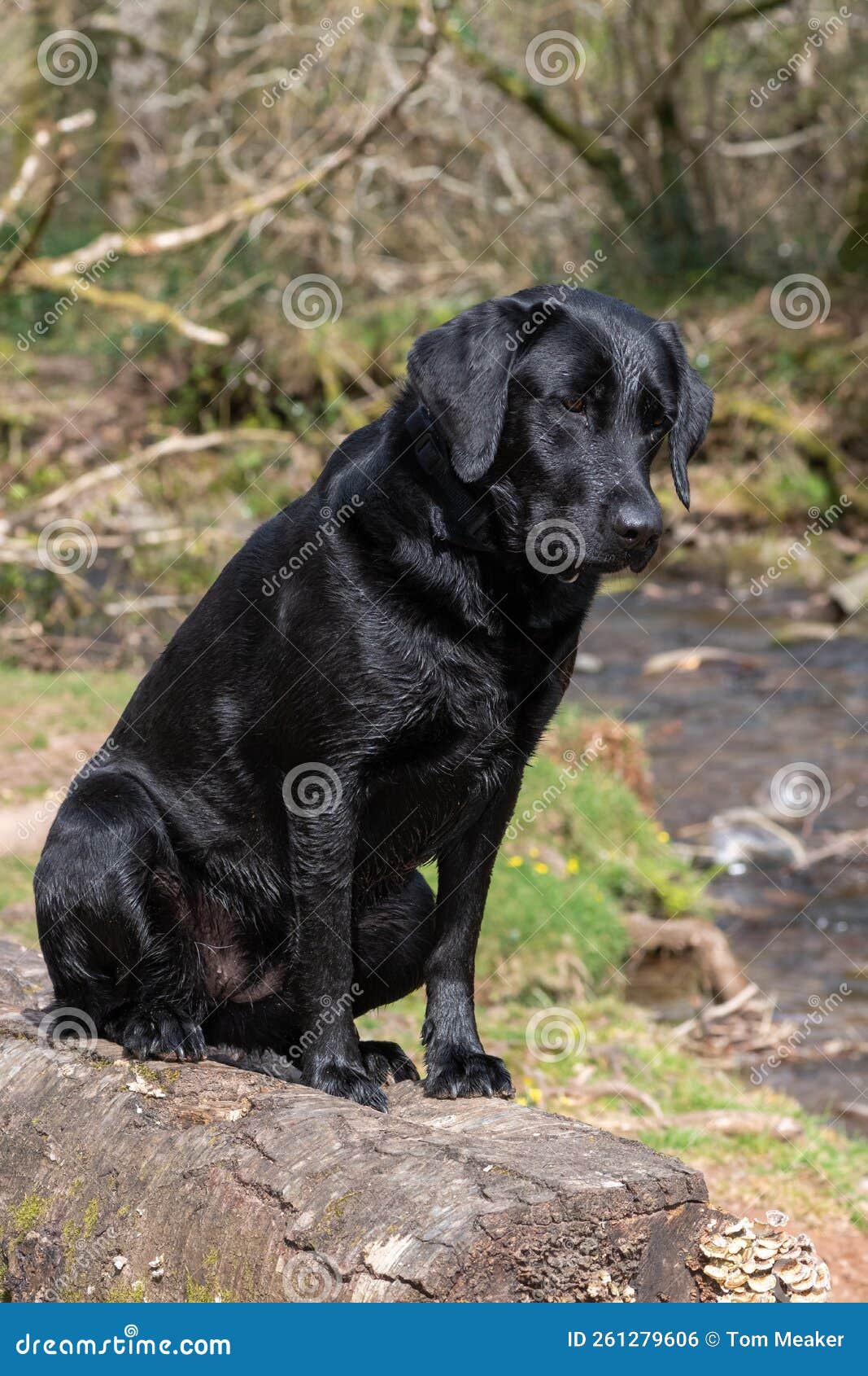 Black Labrador stock photo. Image of retriever, close - 261279606