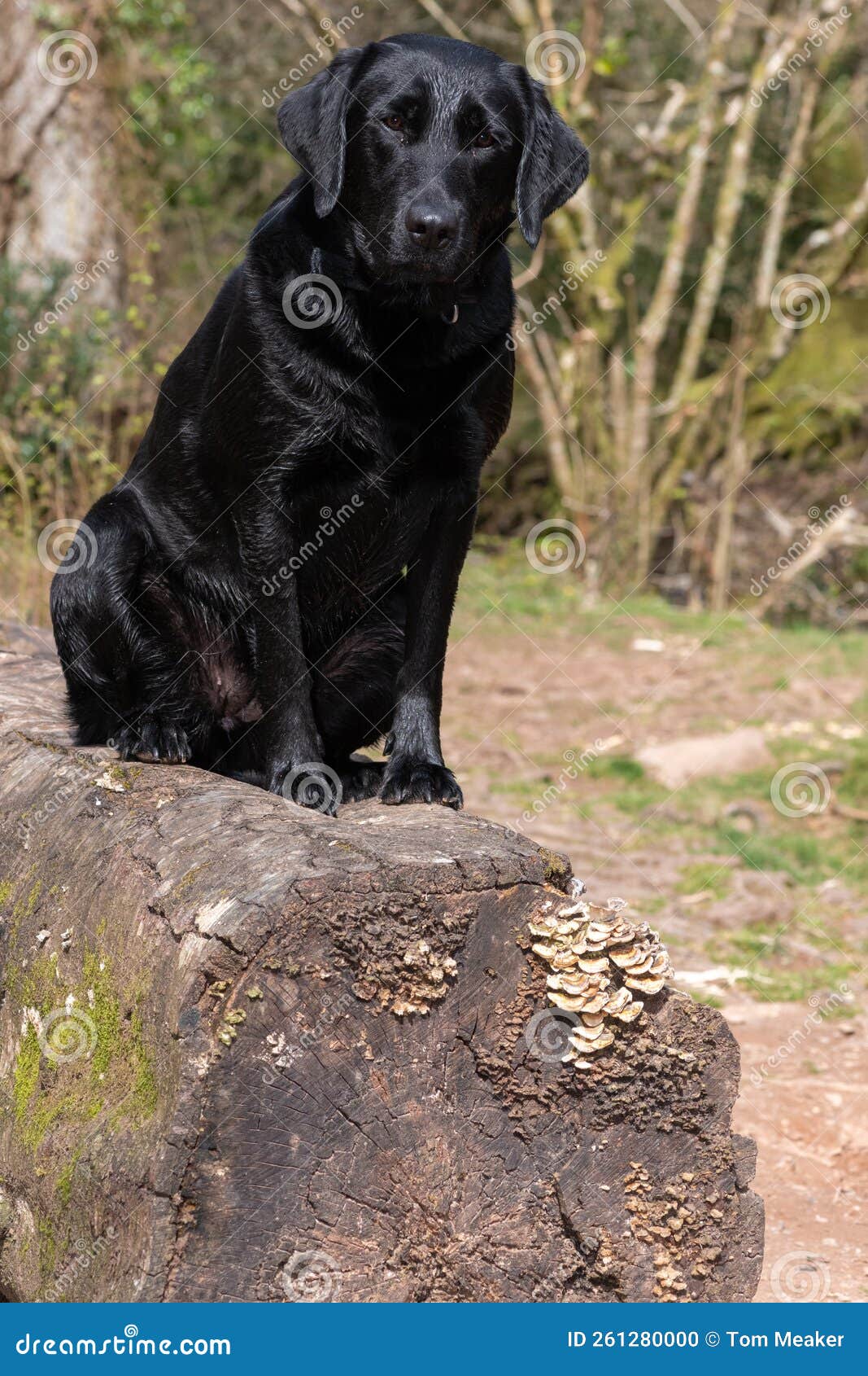 Black Labrador stock photo. Image of black, domestic - 261280000