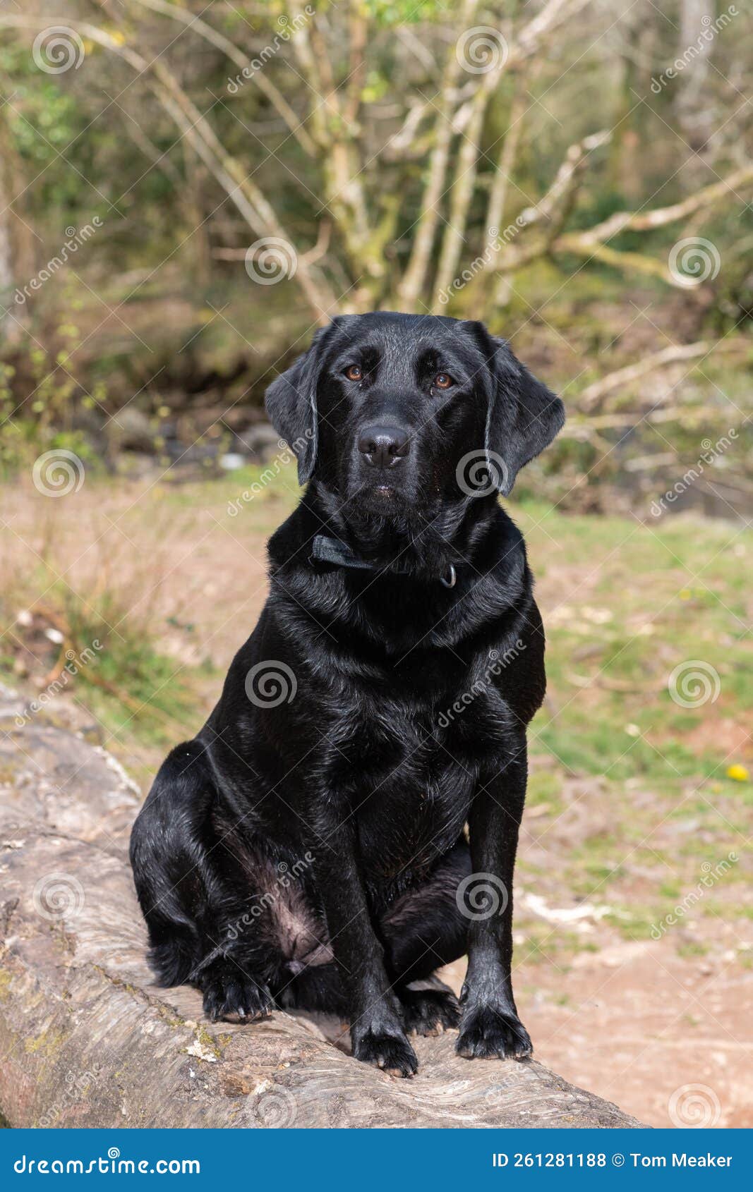 Black Labrador stock photo. Image of young, domestic - 261281188