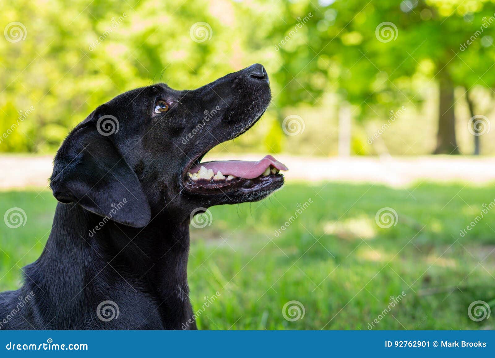 Black Labrador Posing for the Camera Stock Image - Image of green, park ...