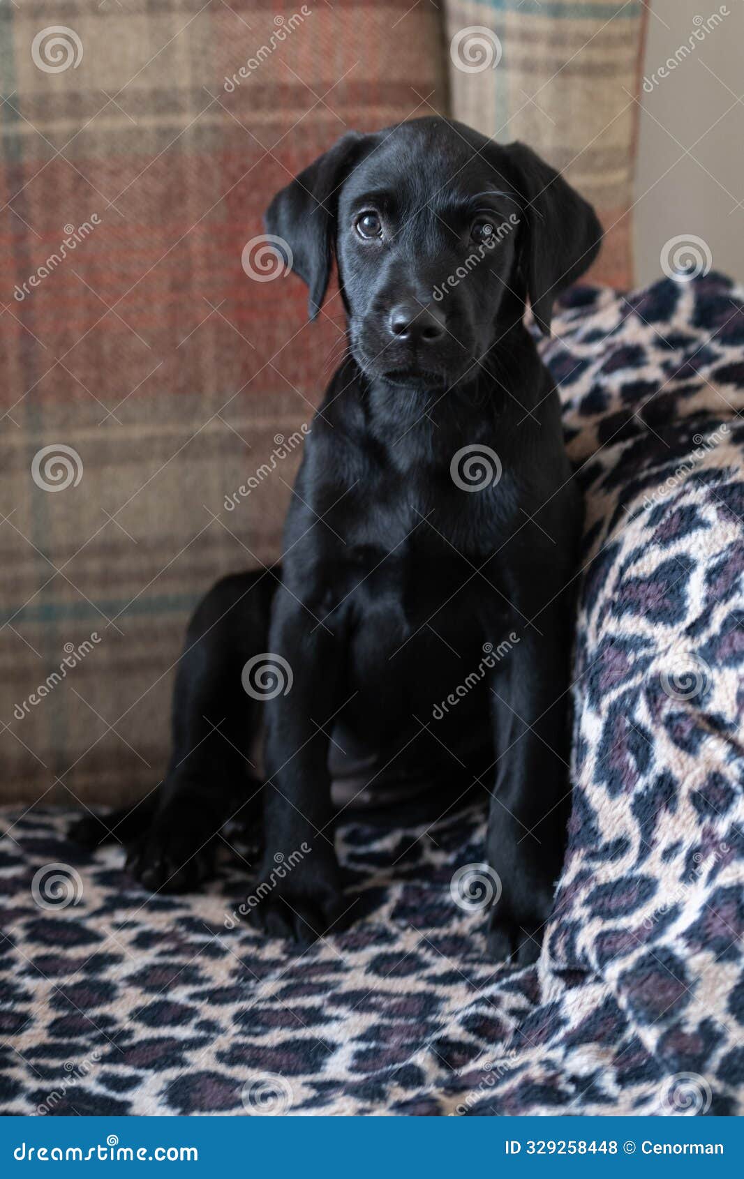 Black Labrador Puppy Aged 2 Months Stock Photo - Image of months ...