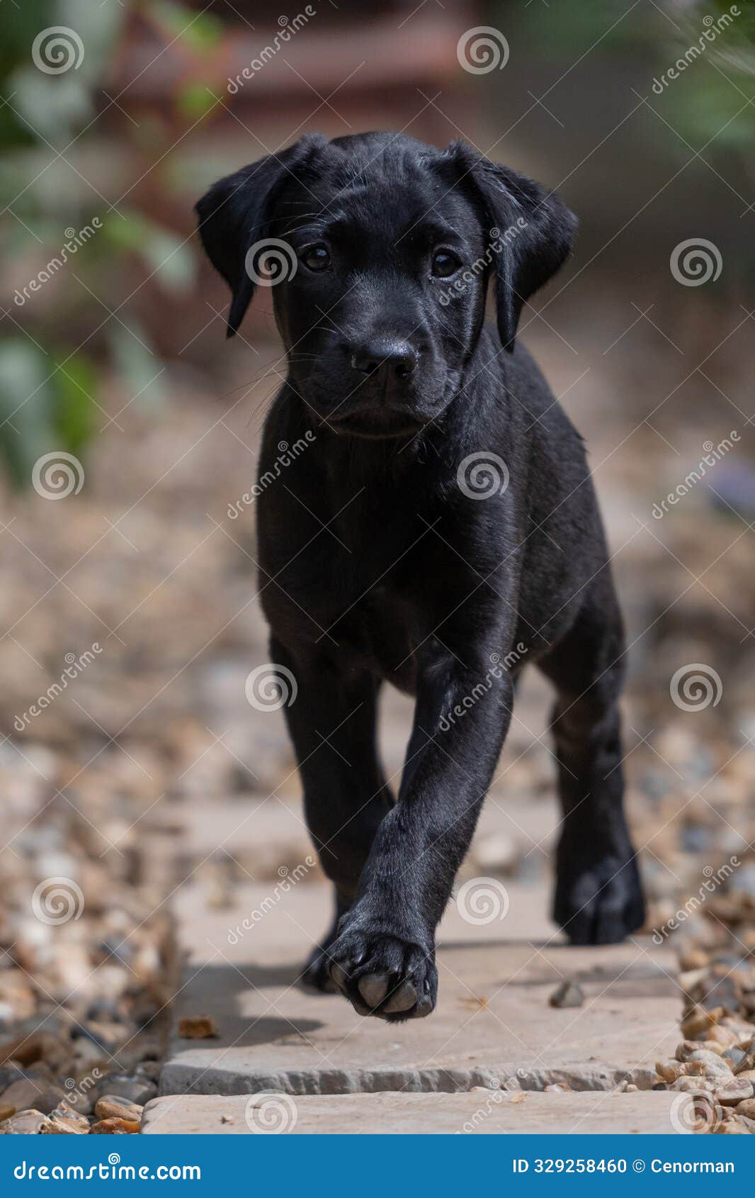Black Labrador Puppy Aged 2 Months Stock Photo - Image of labrador ...