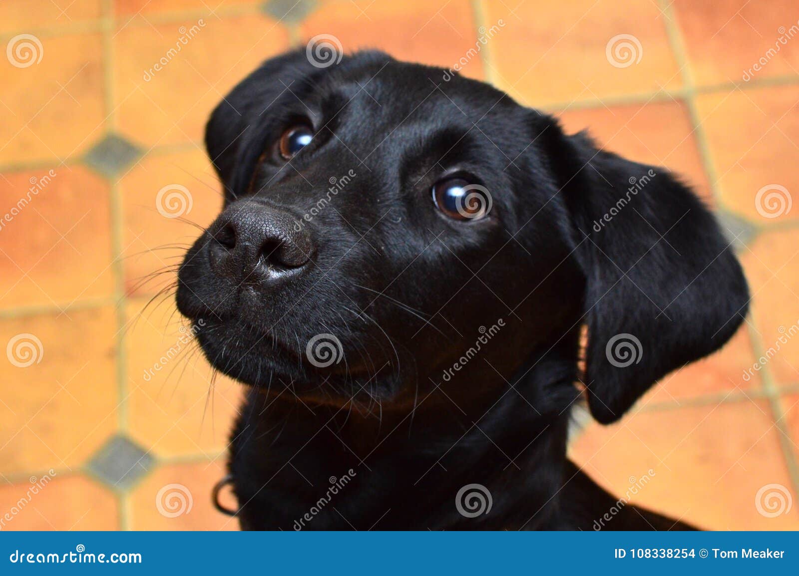 Black Labrador puppy stock photo. Image of pedigree - 108338254