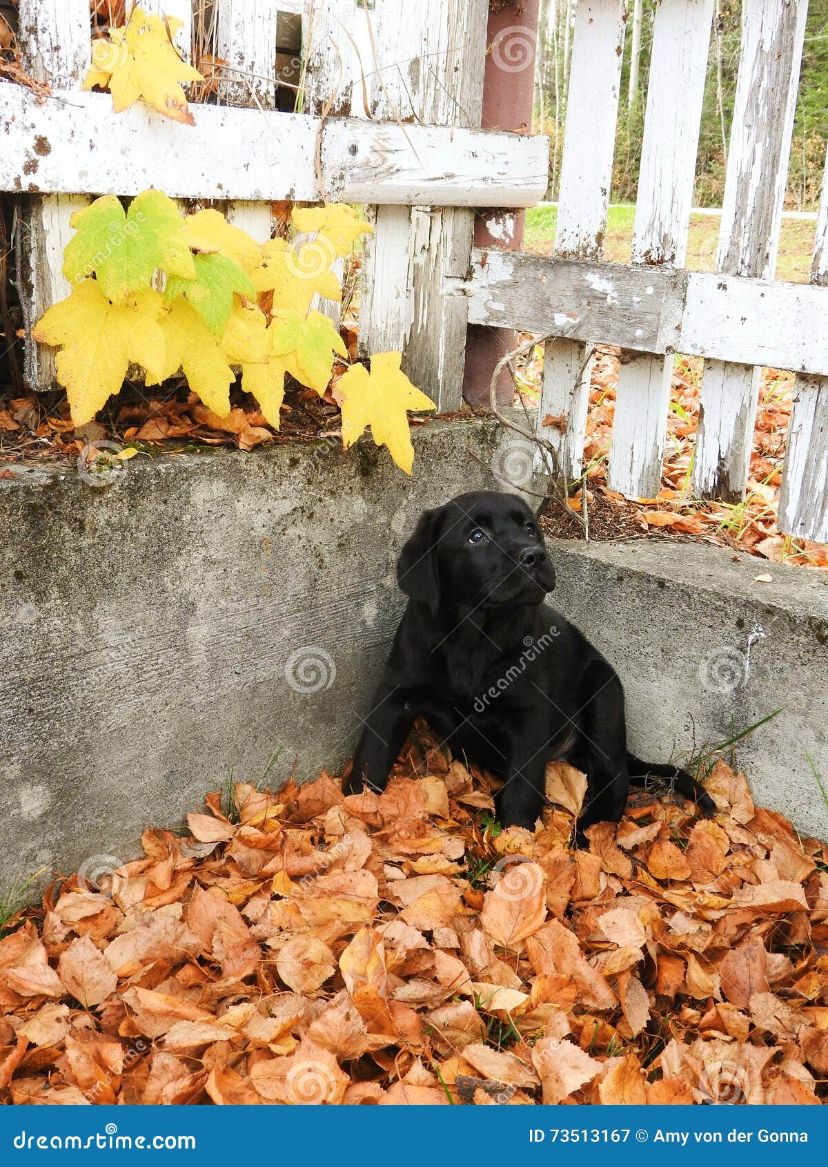 Black labrador puppy stock image. Image of labrador, puppy - 73513167