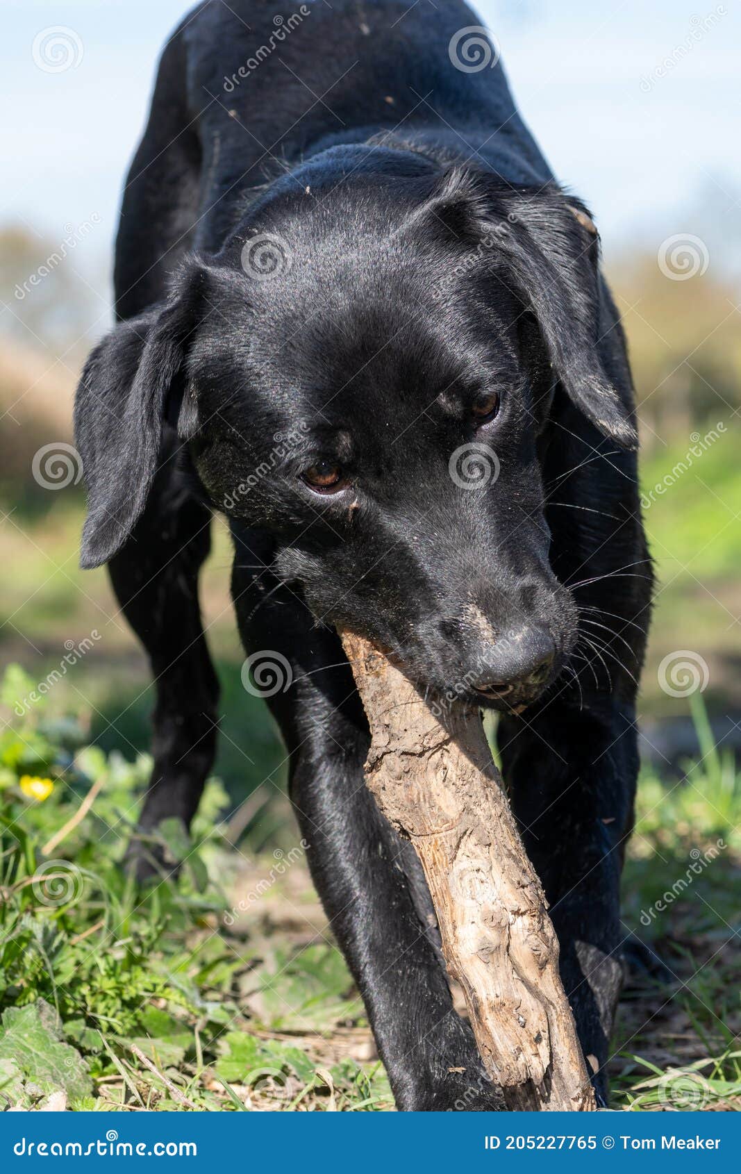 Black Labrador puppy stock image. Image of natural, playing - 205227765