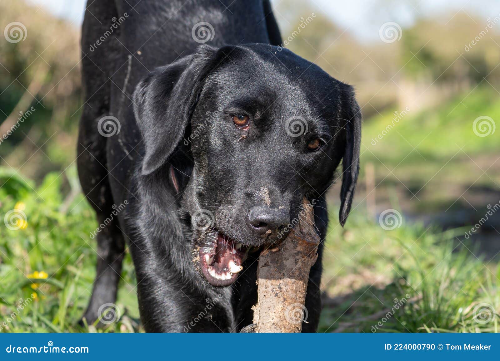 Black Labrador puppy stock photo. Image of playful, domestic - 224000790