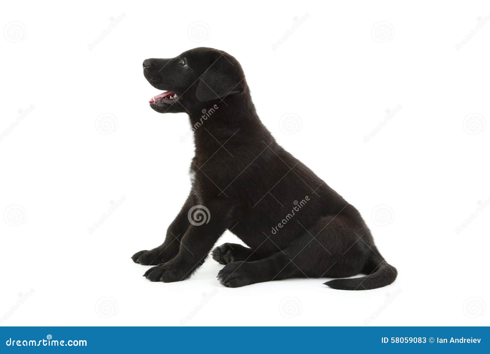 Black Labrador Puppy Sitting Stock Image - Image of happy, black: 58059083