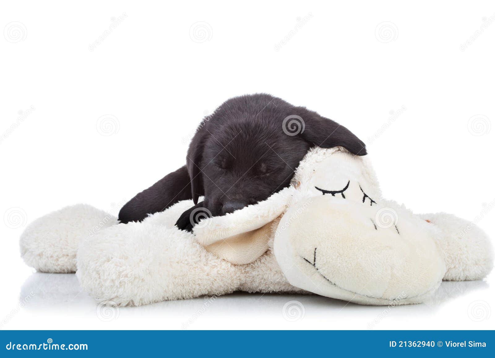 Black Labrador Puppy Sleeping Stock Photo - Image of white, little ...