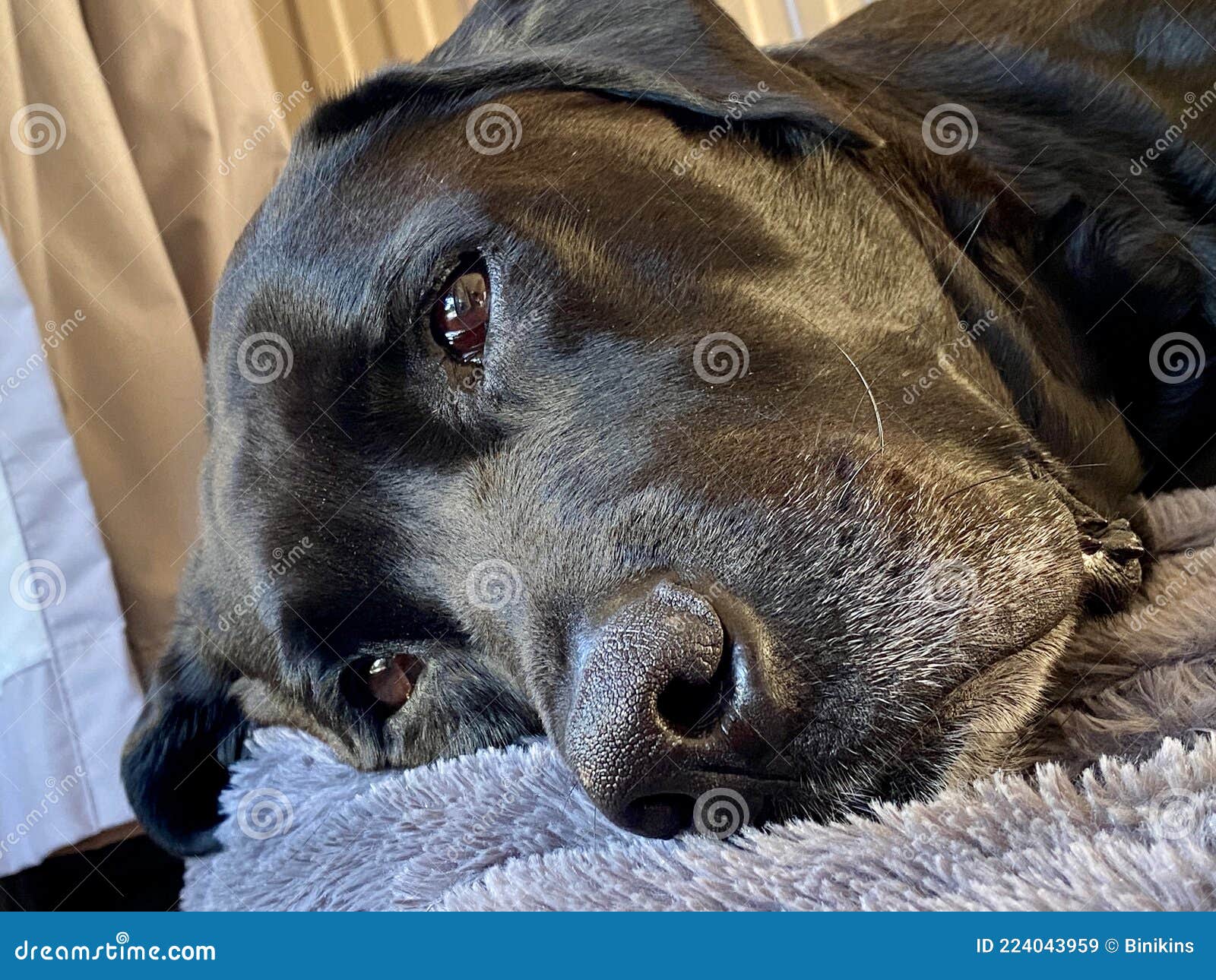 Black Labrador Resting stock image. Image of little - 224043959