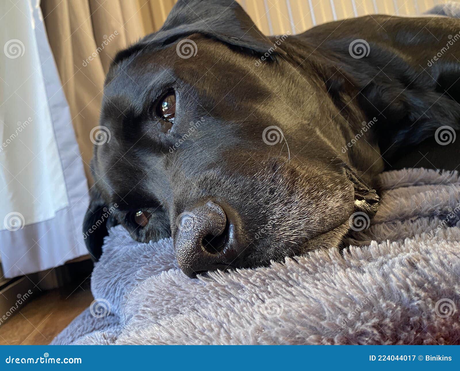 Black Labrador Resting stock image. Image of lying, happy - 224044017