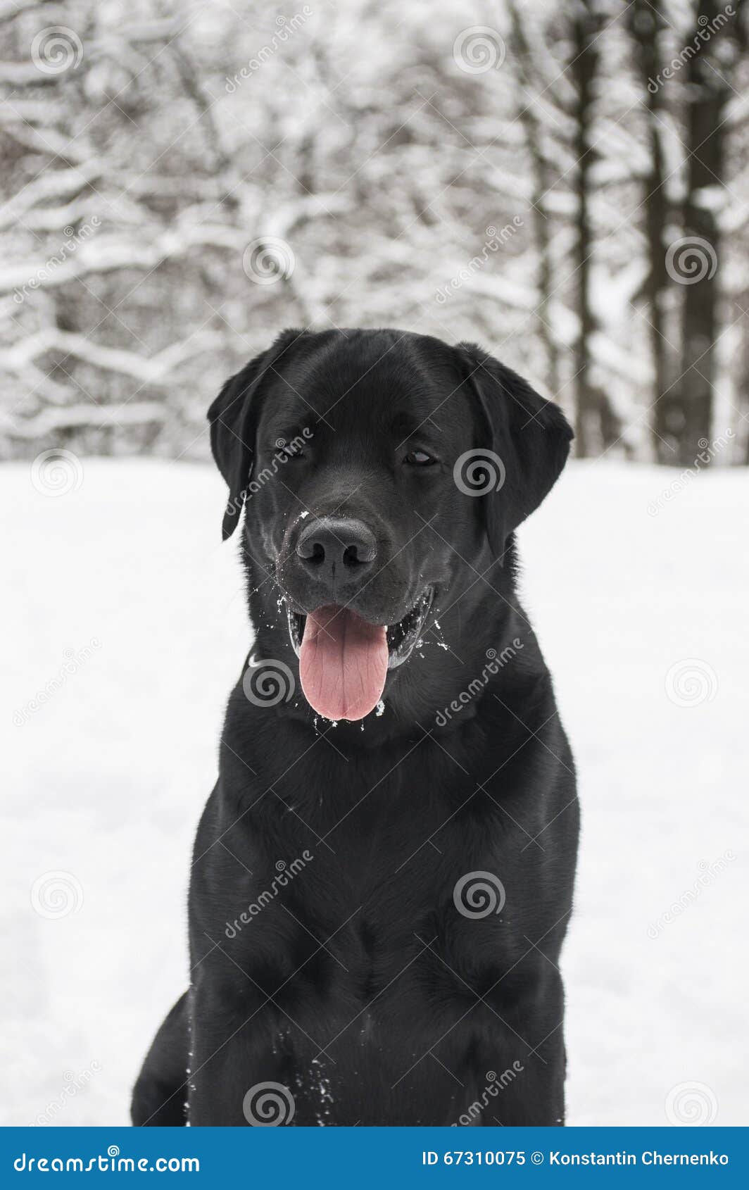 Black Labrador of Retrieve. Stock Image - Image of frozen, cold: 67310075