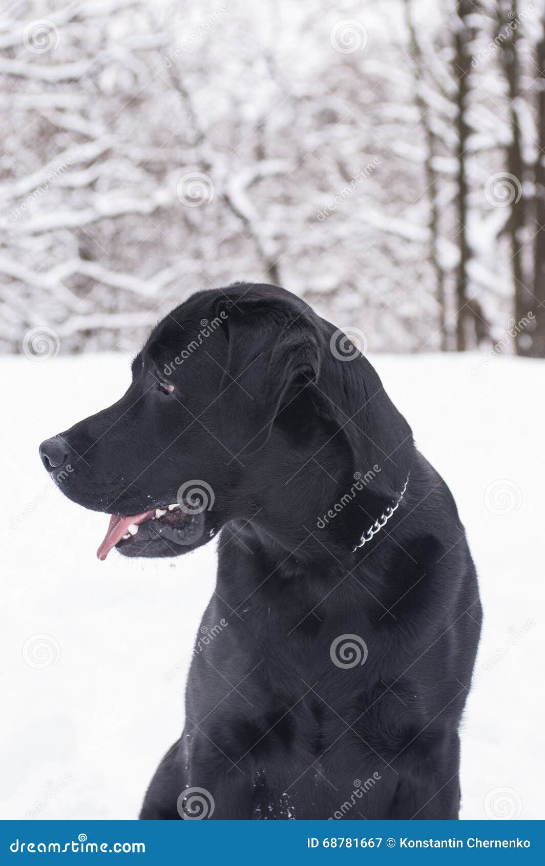 Black Labrador of Retrieve in Winter. Stock Image - Image of playful ...