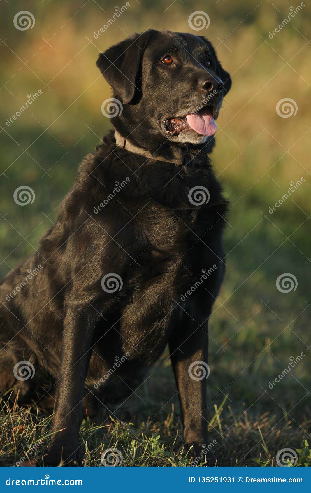 Black Labrador- Retriever Old Dog Stock Image - Image of companion ...